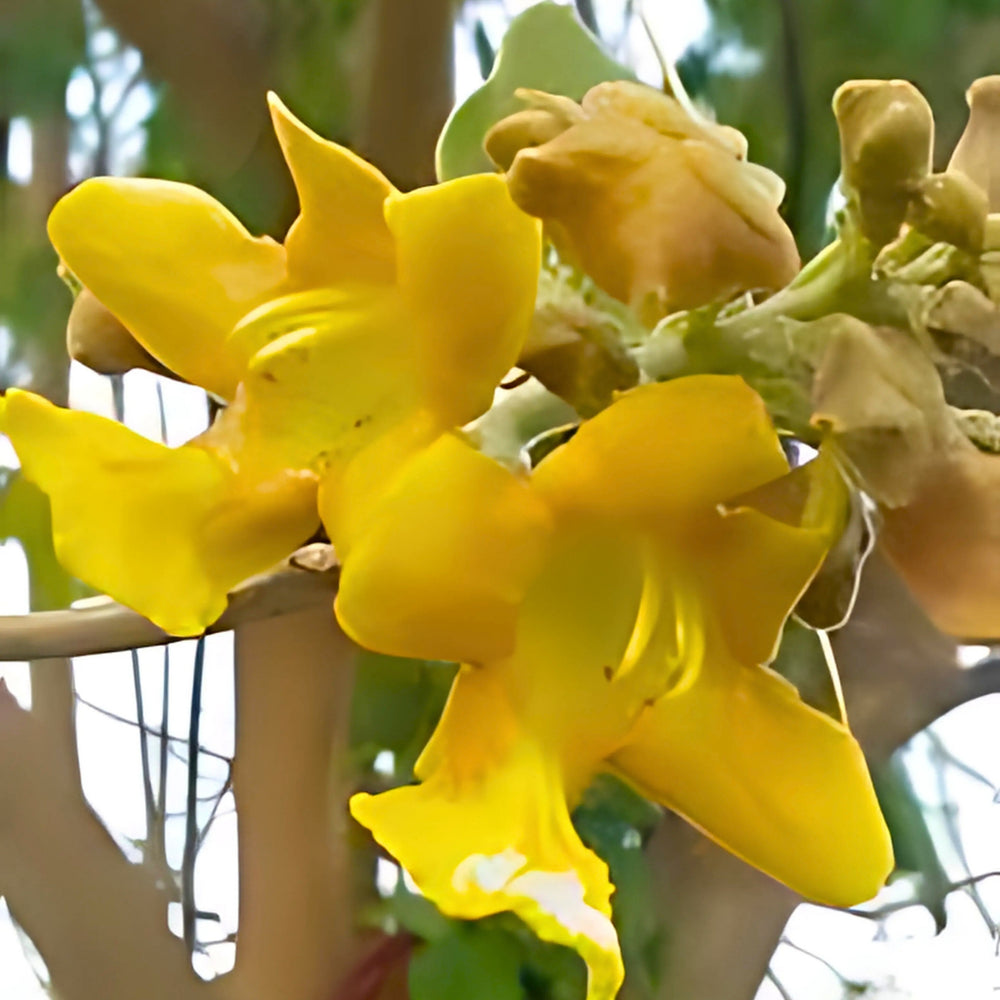 Patla Gambhari (Gmelina Arborea) – Vedic Collection Private Limited